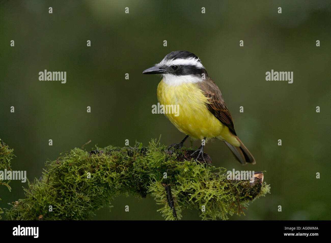 GREAT KISKADEE Pitangus sulphuratus Brazil Stock Photo - Alamy