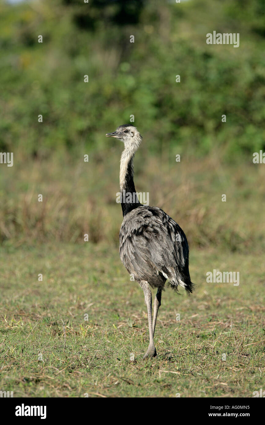 GREATER RHEA Rhea americana Brazil Stock Photo - Alamy