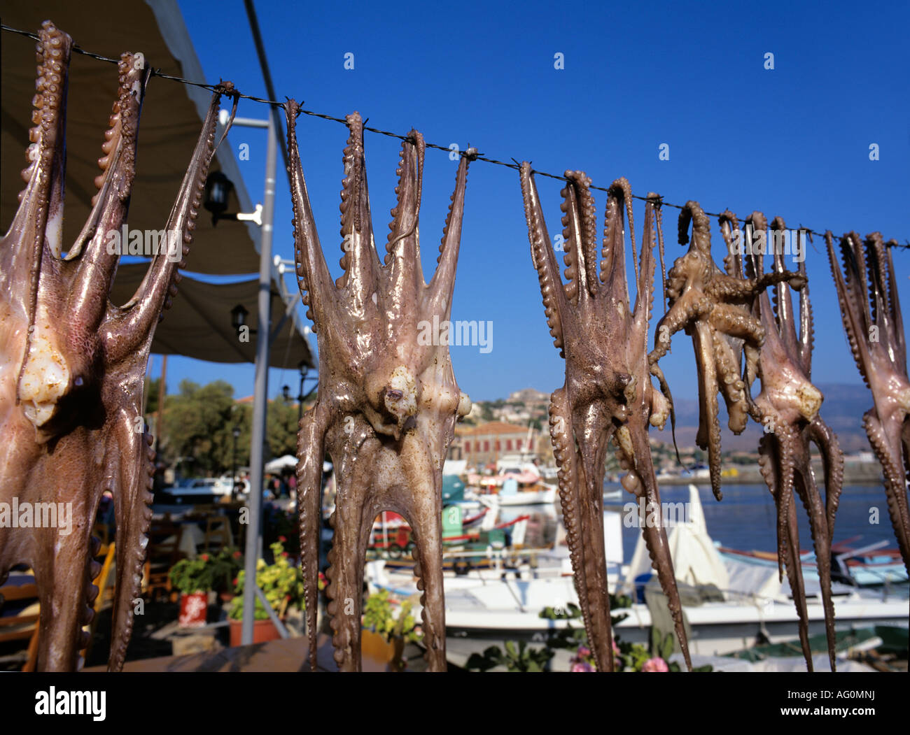 Octopus Hanging out to dry in Greece Stock Photo - Alamy