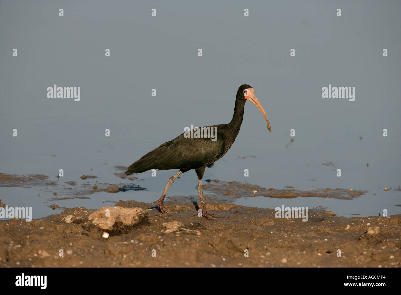 GREEN IBIS Mesembrinibis cayennensis Brazil Stock Photo - Alamy