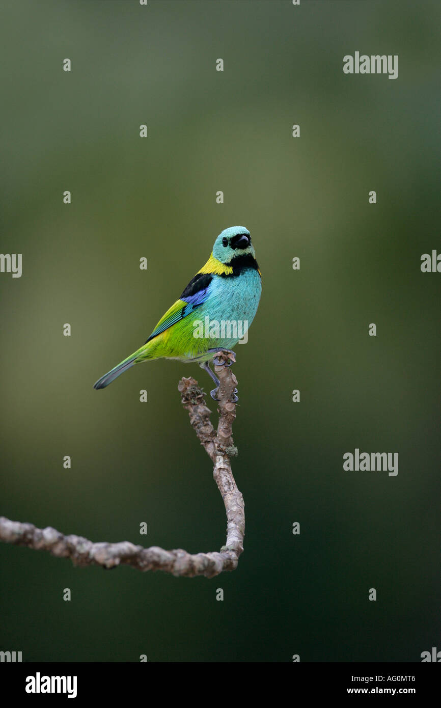 GREEN HEADED TANAGER Tangara seledon Brazil Stock Photo - Alamy