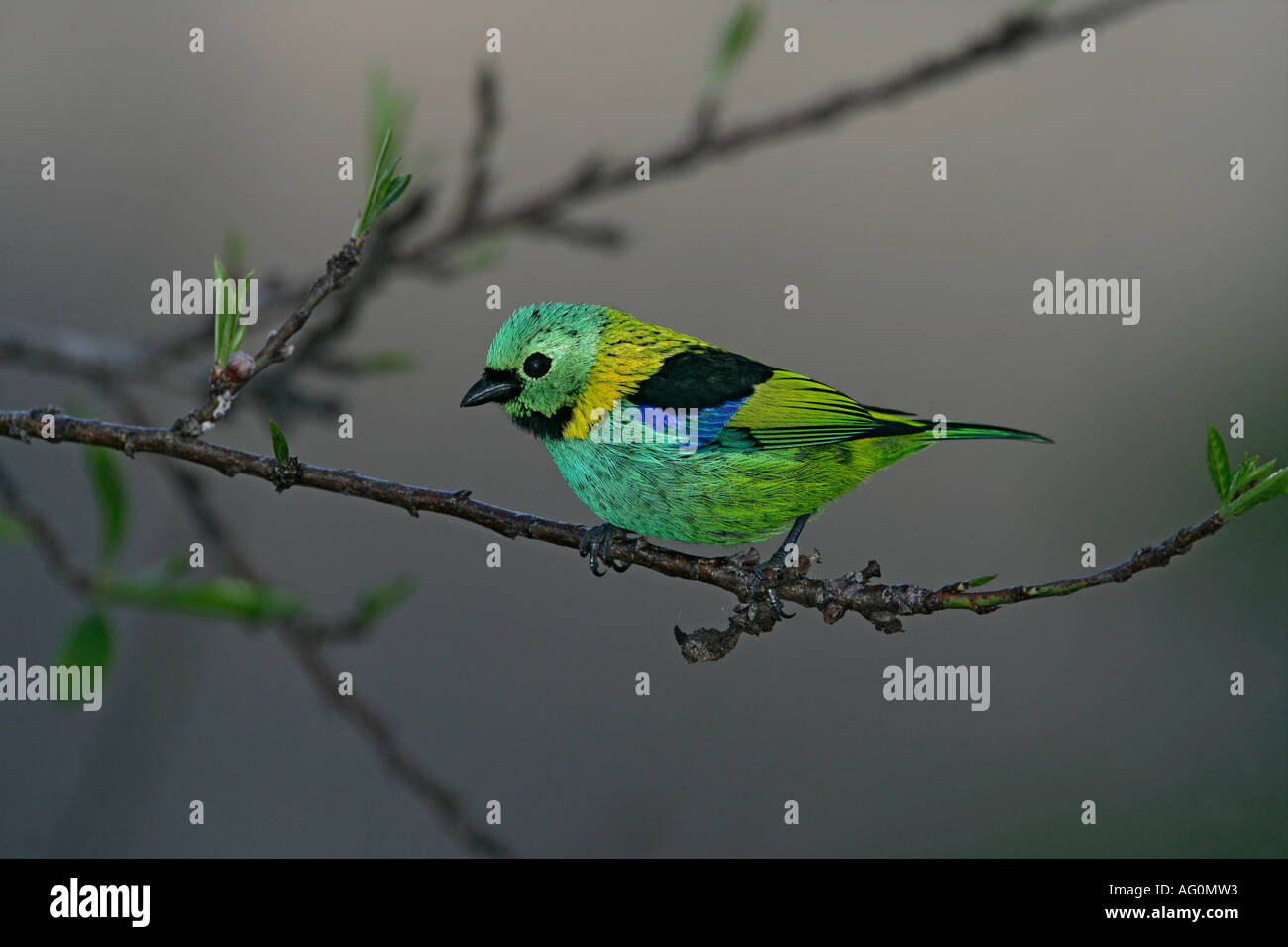 GREEN HEADED TANAGER Tangara seledon Brazil Stock Photo - Alamy
