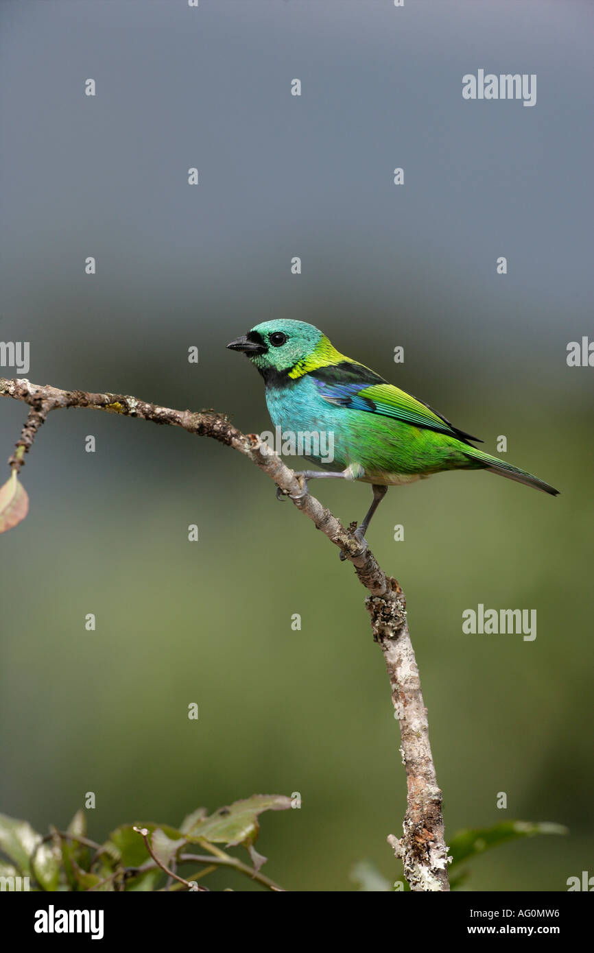 GREEN HEADED TANAGER Tangara seledon Brazil Stock Photo - Alamy