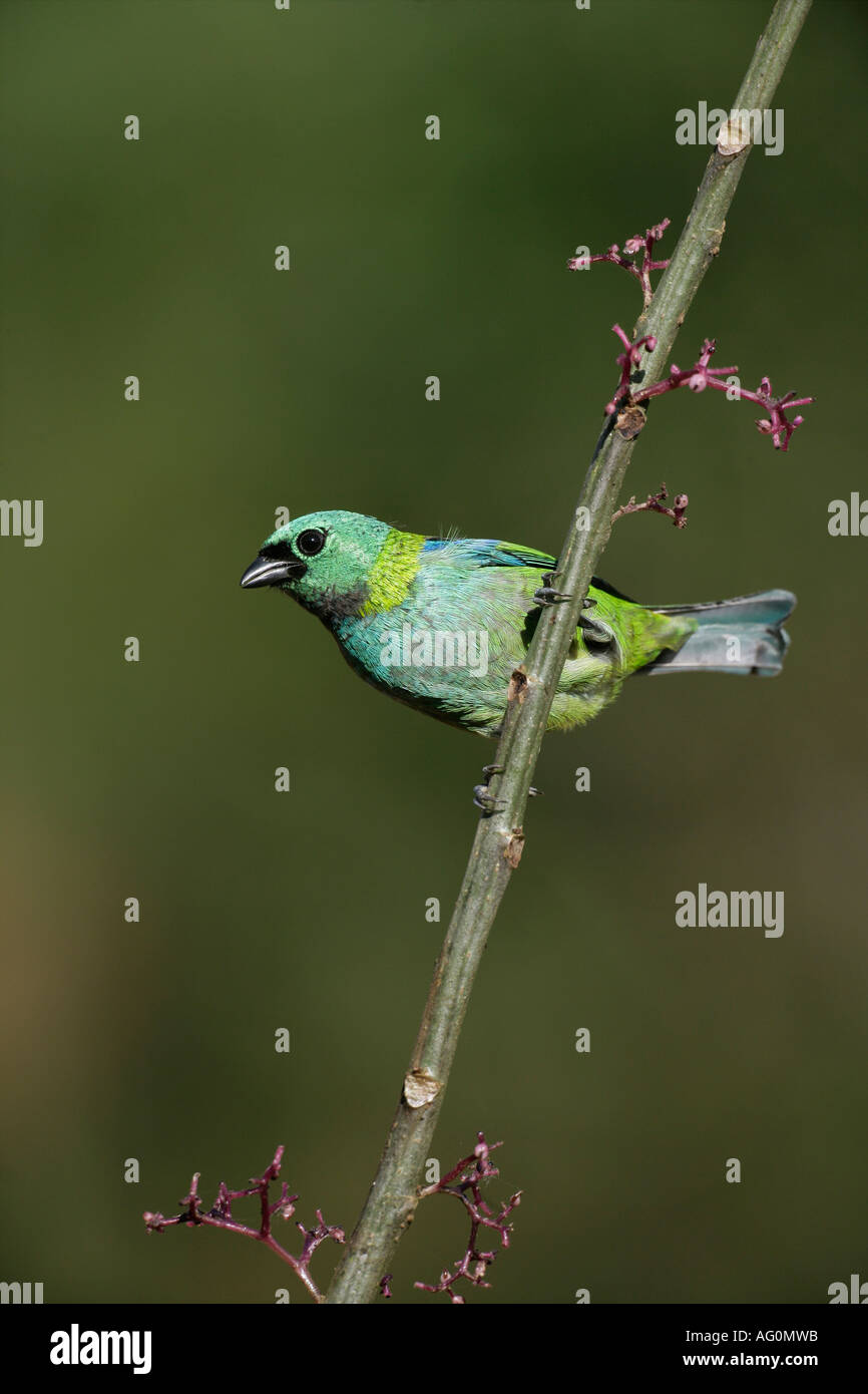 GREEN HEADED TANAGER Tangara seledon Brazil Stock Photo - Alamy