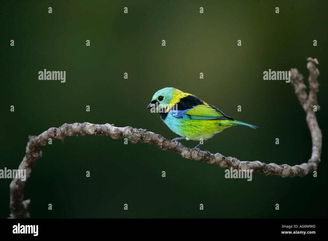 GREEN HEADED TANAGER Tangara seledon Brazil Stock Photo - Alamy