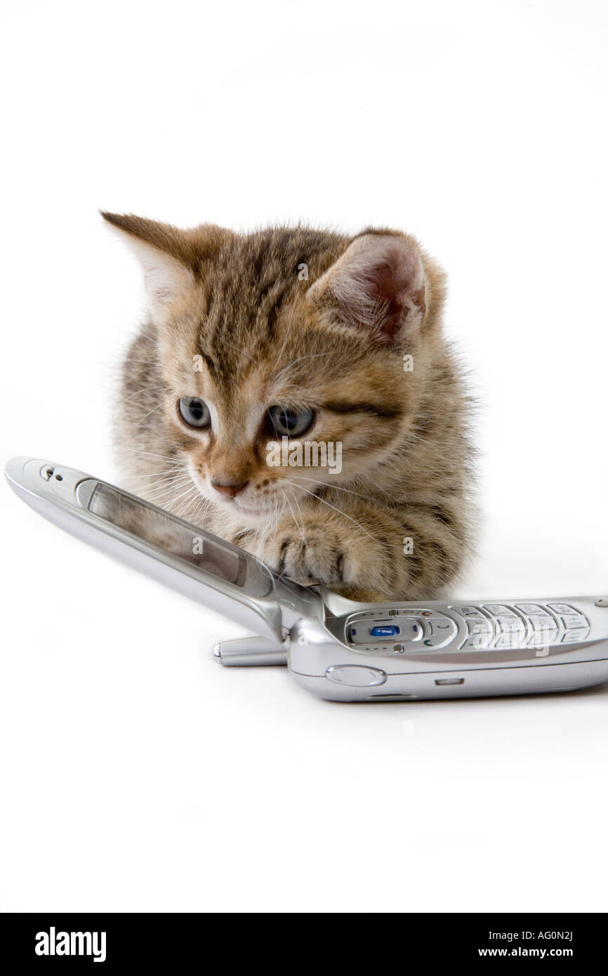 striped kitten with mobile phone isolated Stock Photo - Alamy