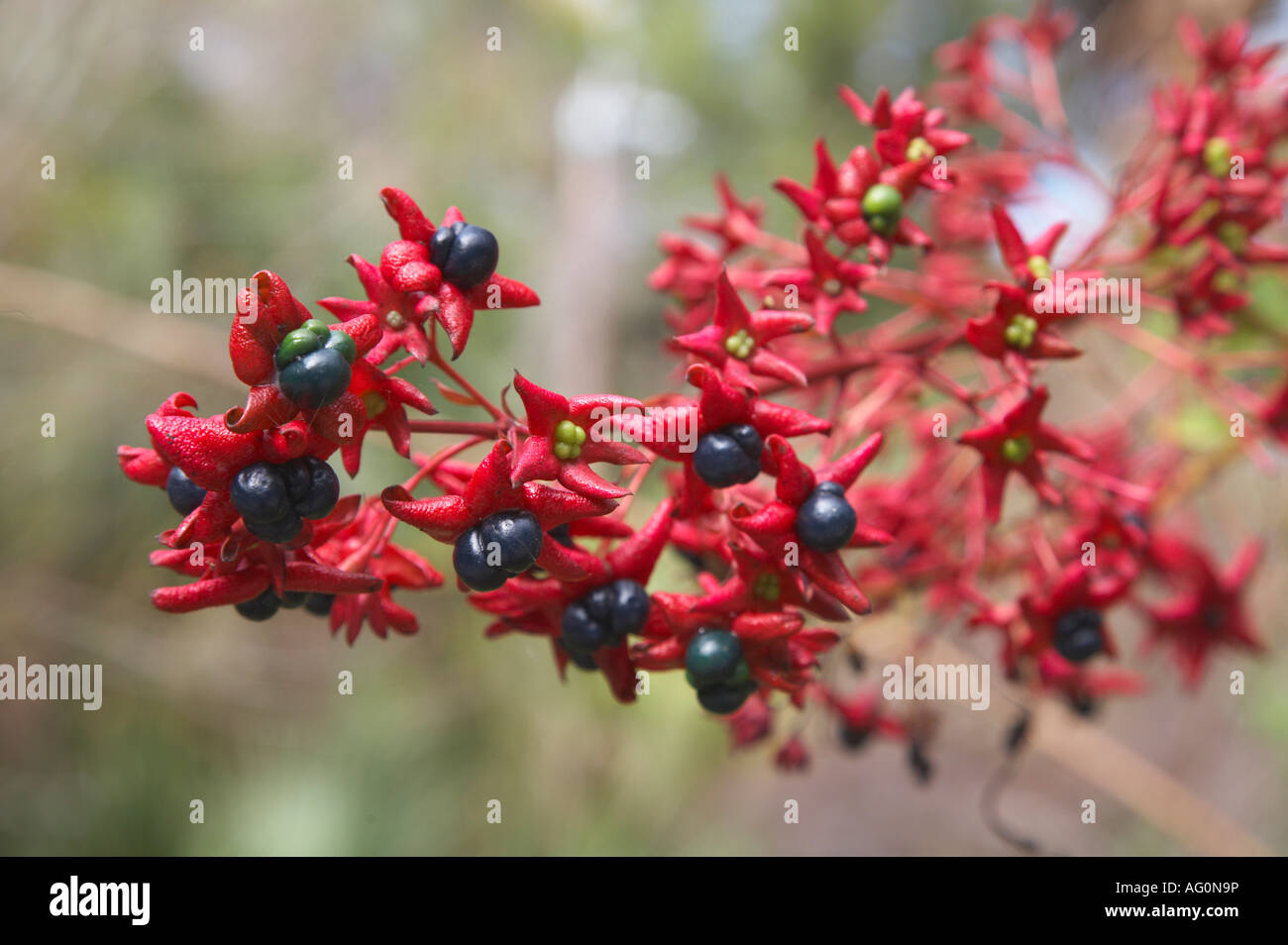 Tube Flower Clerodendrum Indicum along the road to the historic Eldora ...