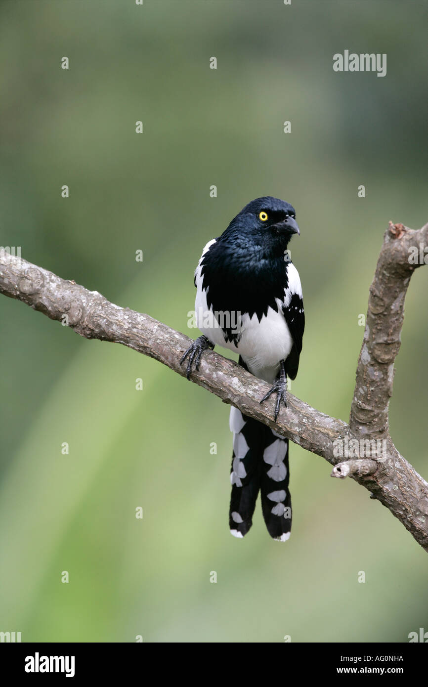 MAGPIE TANAGER Cissopis leveriana Brazil Stock Photo - Alamy
