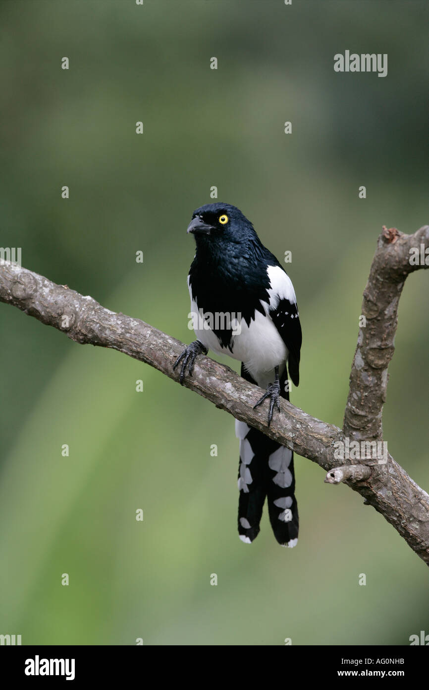 Cissopis leveriana hi-res stock photography and images - Alamy