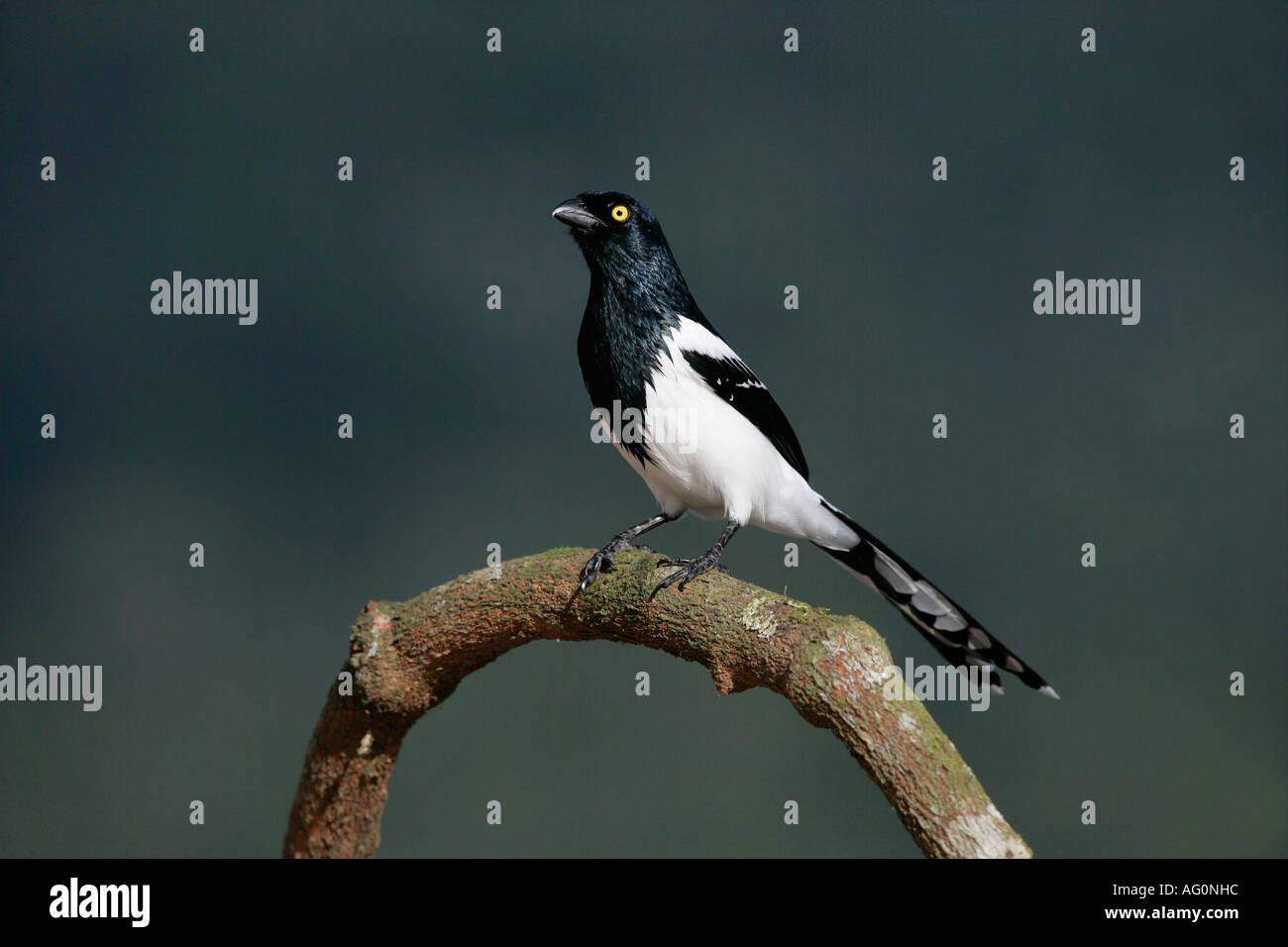 MAGPIE TANAGER Cissopis leveriana Brazil Stock Photo - Alamy