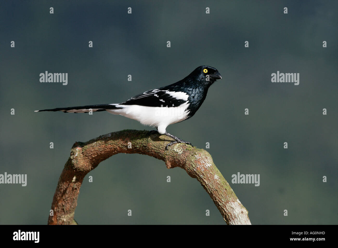 Leveriana hi-res stock photography and images - Alamy