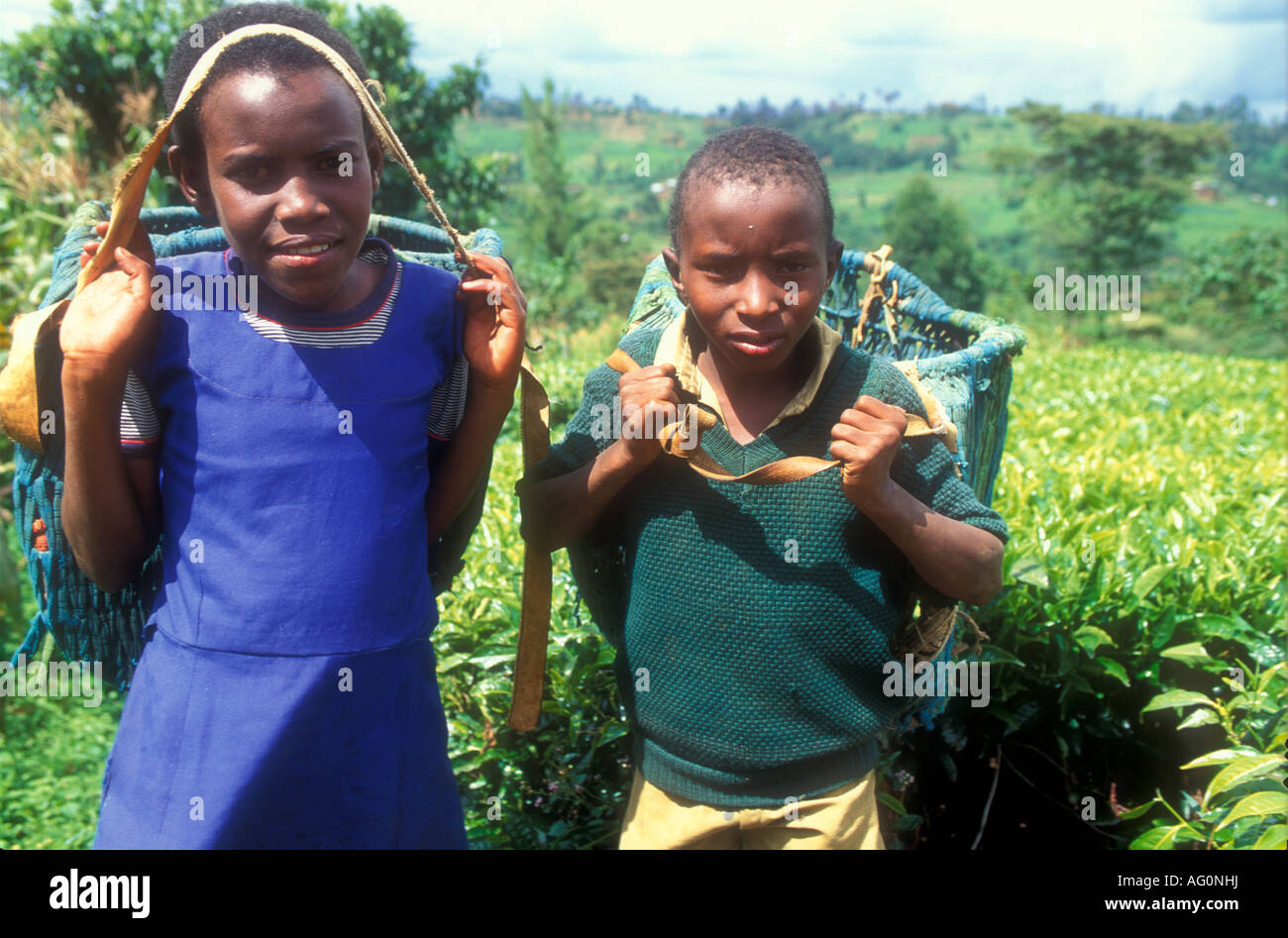 Children picking tea in their familys teaplantation, Nyeri, Kenya Stock ...