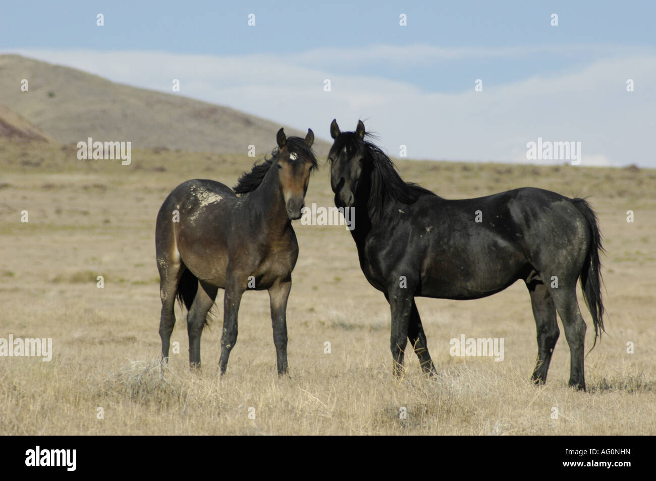 wild horses west utah Stock Photo - Alamy