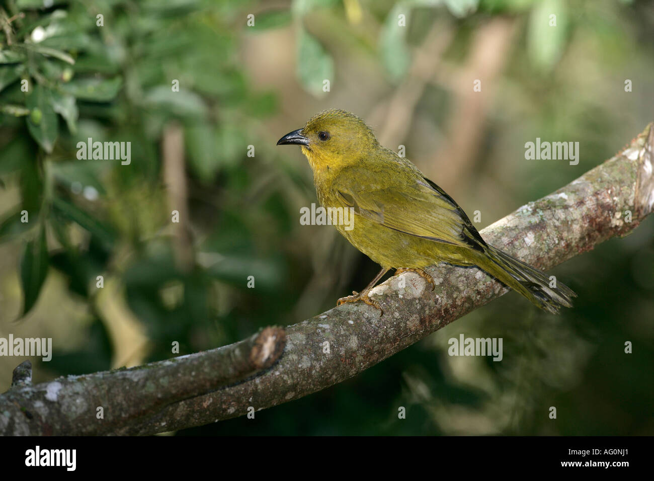 OLIVE GREEN TANAGER Orthogonys chloricterus Brazil Stock Photo - Alamy