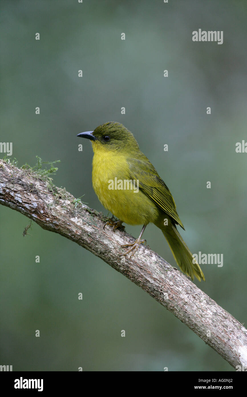 OLIVE GREEN TANAGER Orthogonys chloricterus Brazil Stock Photo - Alamy