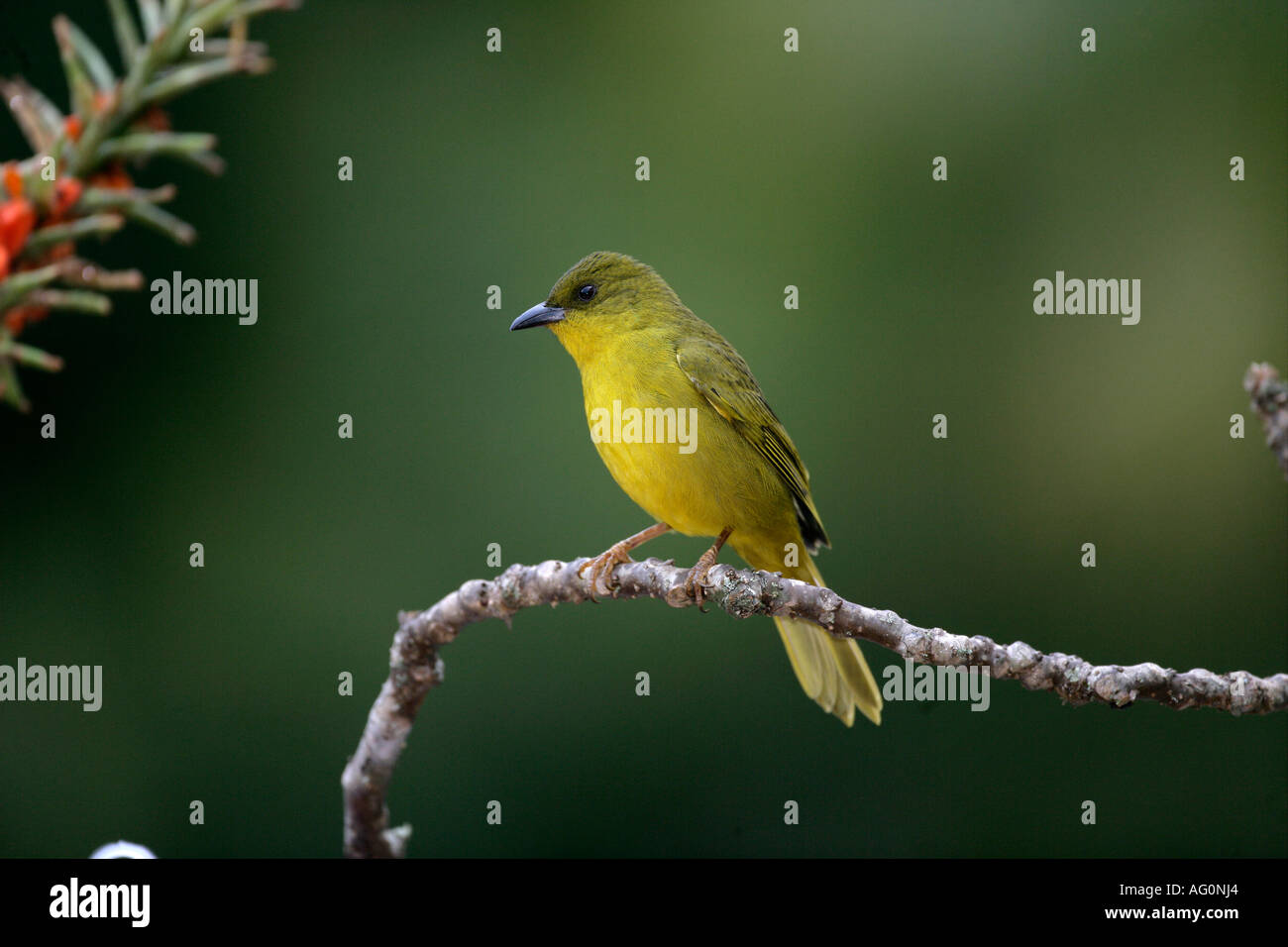 OLIVE GREEN TANAGER Orthogonys chloricterus Brazil Stock Photo - Alamy