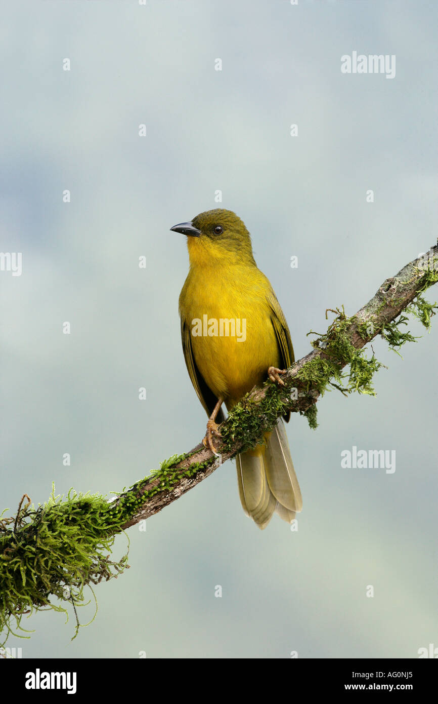 Olive green tanager hi-res stock photography and images - Alamy