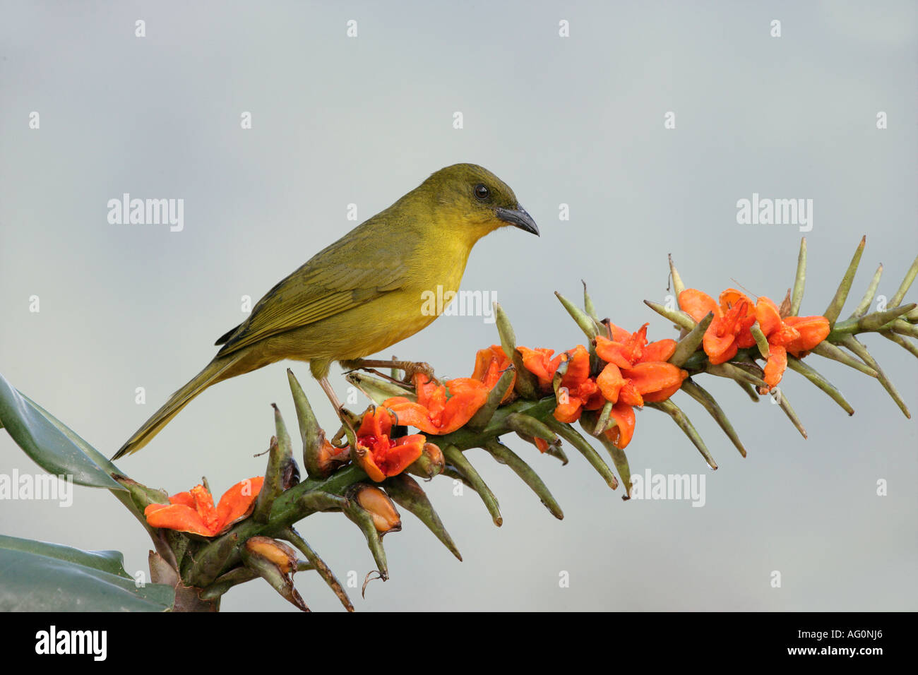 Olive green tanager hi-res stock photography and images - Alamy