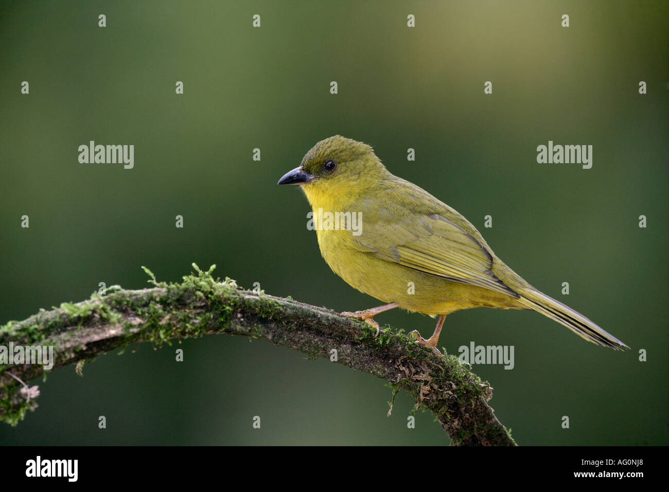 OLIVE GREEN TANAGER Orthogonys chloricterus Brazil Stock Photo - Alamy