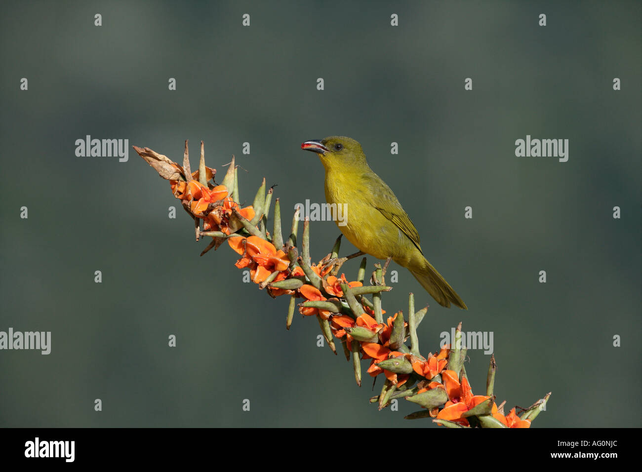 OLIVE GREEN TANAGER Orthogonys chloricterus Brazil Stock Photo - Alamy