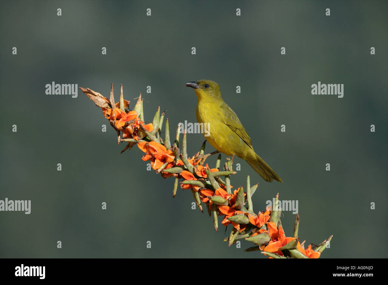 OLIVE GREEN TANAGER Orthogonys chloricterus Brazil Stock Photo - Alamy