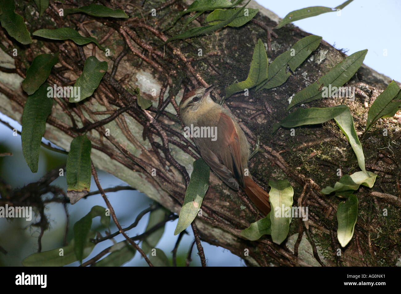 Spinetail hi-res stock photography and images - Alamy