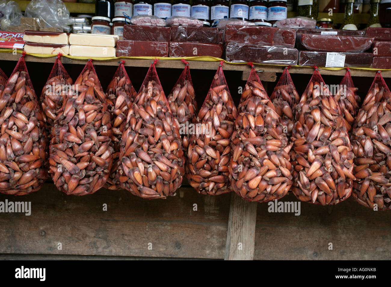 PINHOS NUTS Fruits of Araucaria tree pine Brazil Stock Photo - Alamy