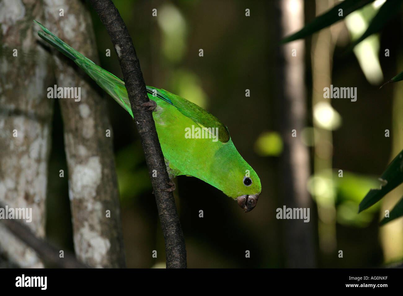 PLAIN PARAKEET Brotogeris tirica Brazil Stock Photo - Alamy
