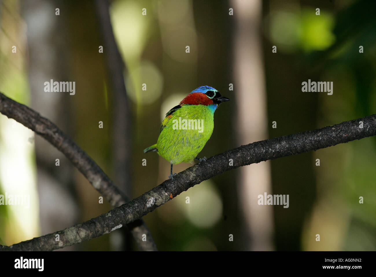 Cyanocephala hi-res stock photography and images - Alamy