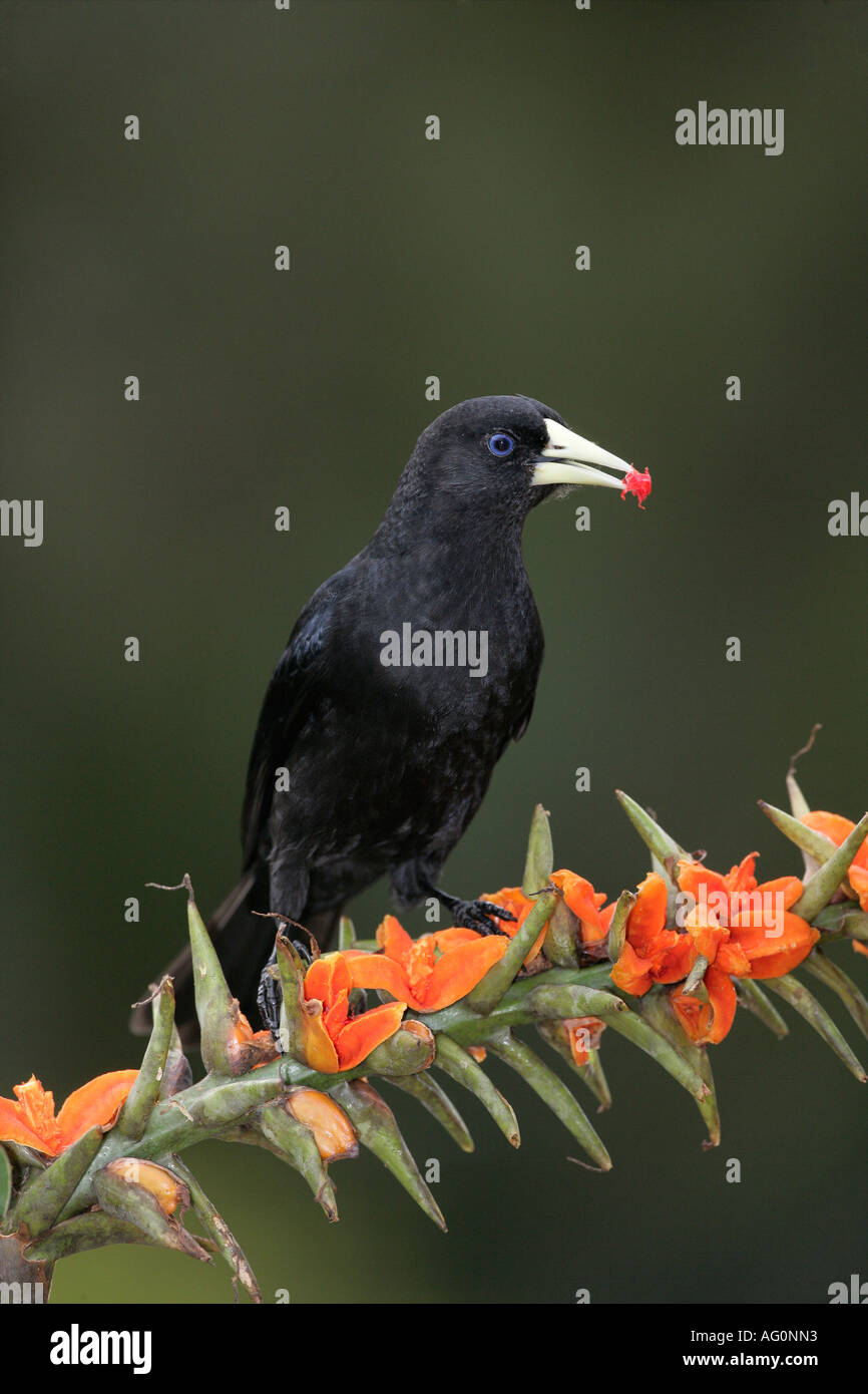 RED RUMPED CACIQUE Cacicus haemorrhous Brazil Stock Photo - Alamy