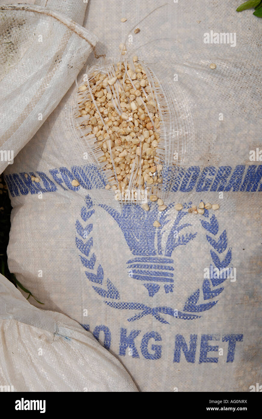Torn sack of maize bearing logo of UN WFP World Food Programme in DR ...