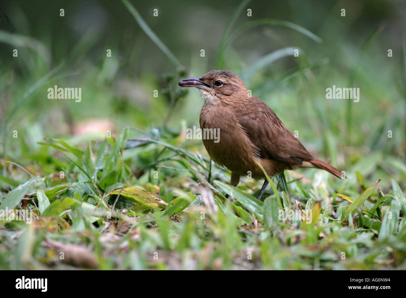 RUFOUS HORNERO Furnarius rufus Brazil Stock Photo - Alamy