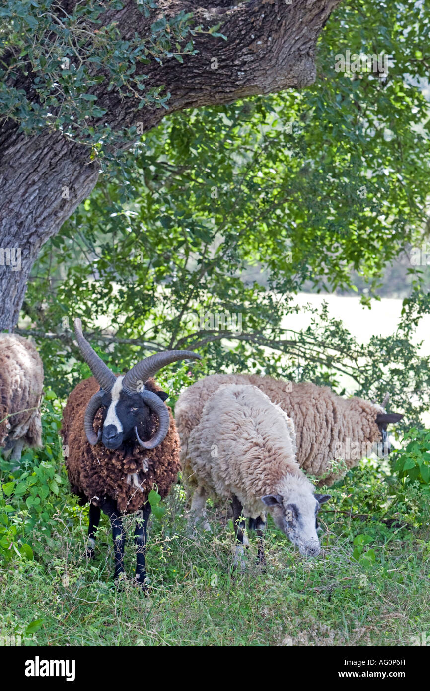 Jacobs Ram and sheep under oak tree Stock Photo - Alamy