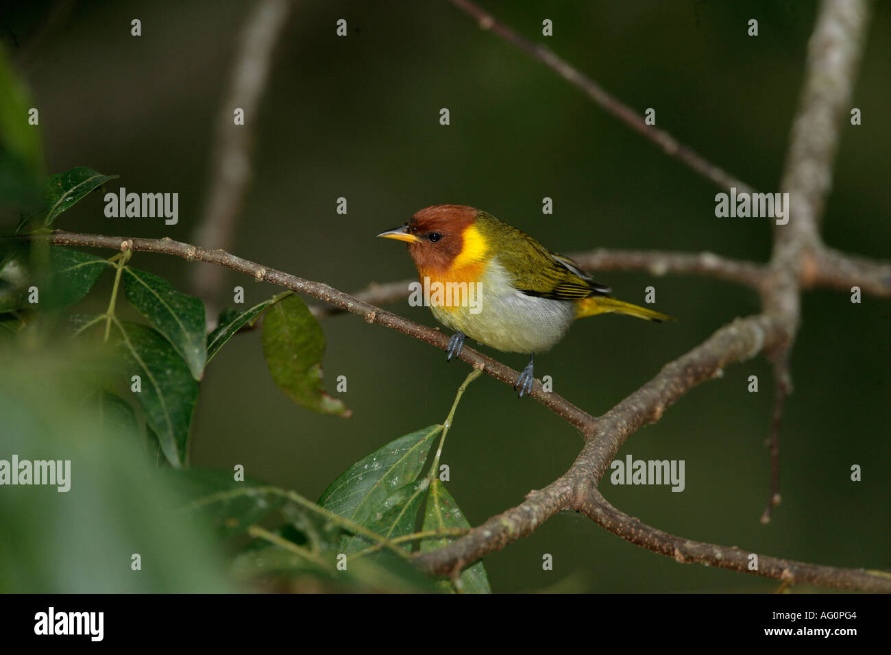 RED HEADED TANAGER Piranga erythrocephala Brazil Stock Photo - Alamy