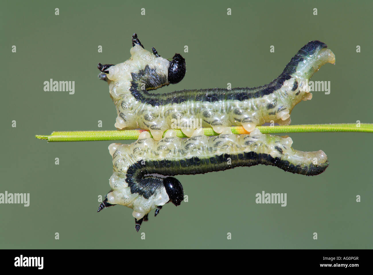 Two European pine sawflies Neodiprion sertifer larvae on pine needle ...