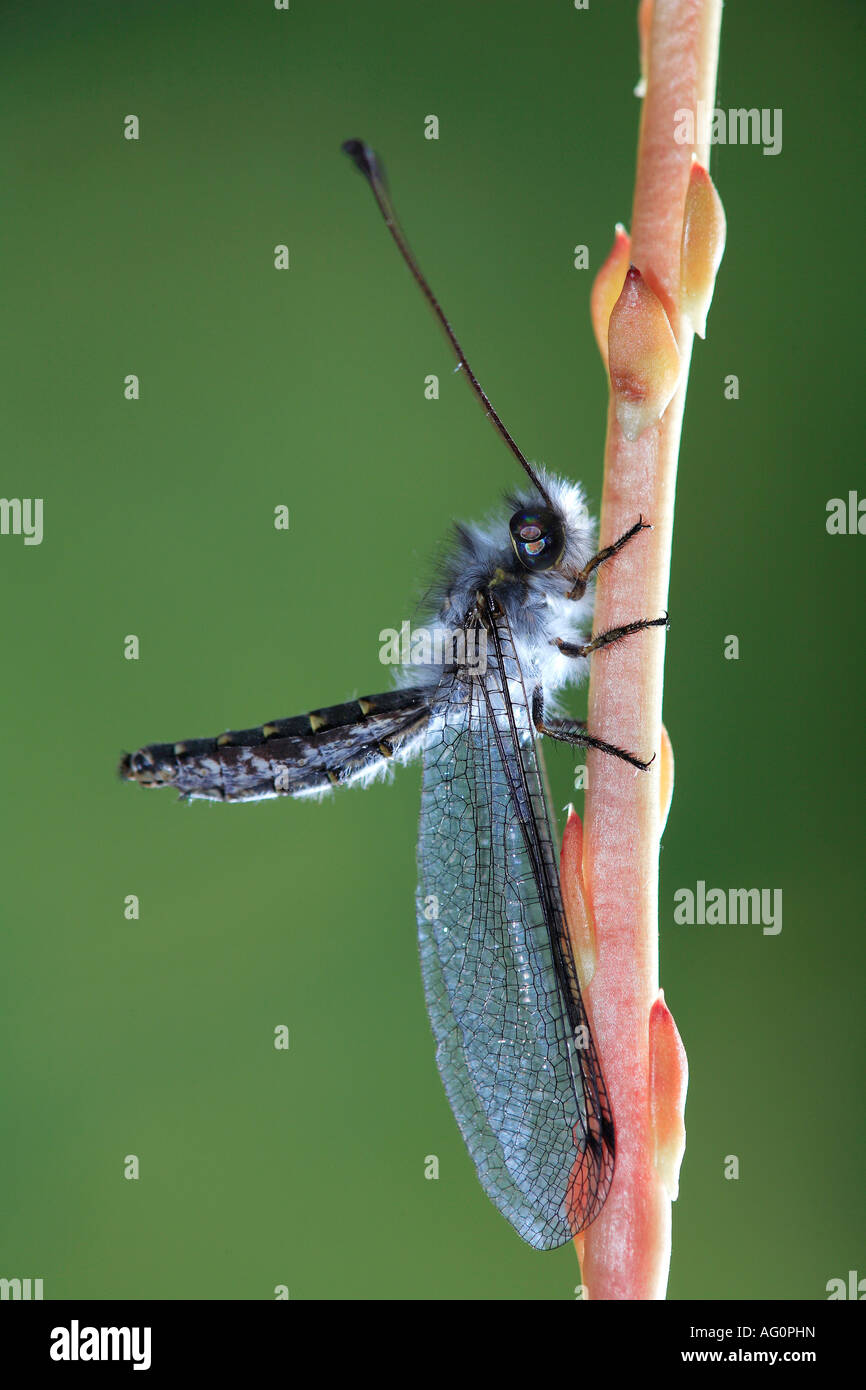 Ascalaphid noctuid moth Ascalaphus sp Stock Photo - Alamy