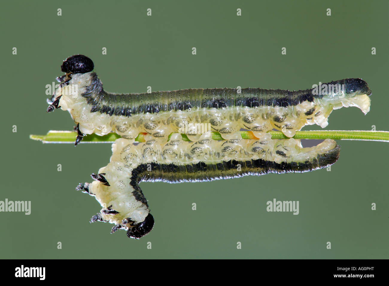 Two European pine sawflies Neodiprion sertifer larvae on pine needle ...