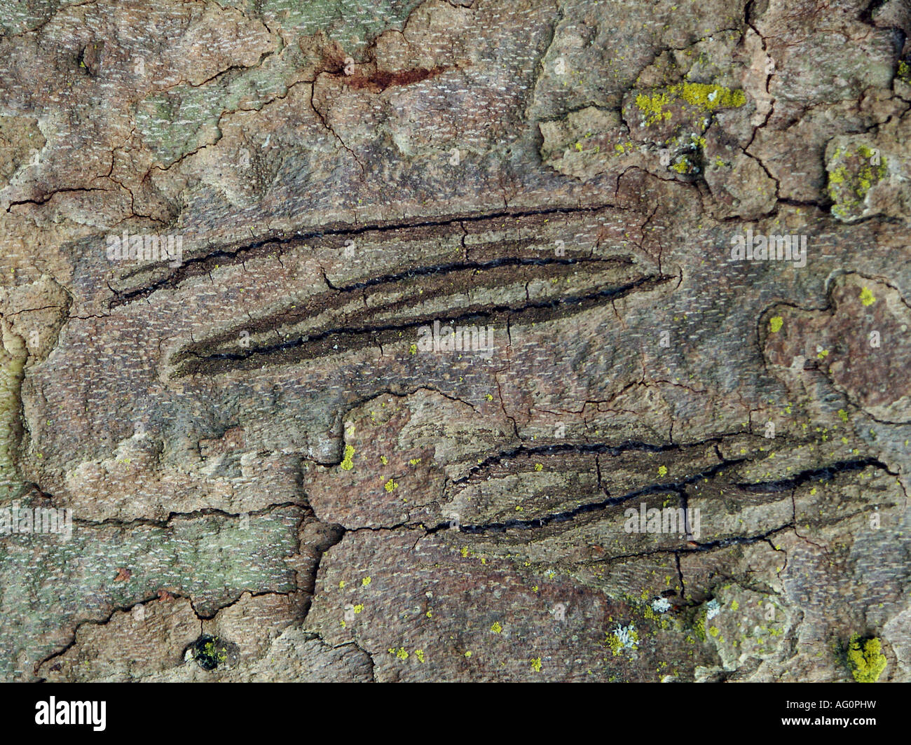 Bark scars hi-res stock photography and images - Alamy