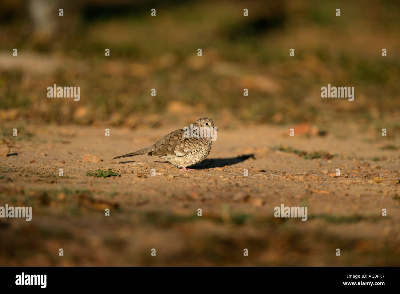 SCALED DOVE Columbina squammata Brazil Stock Photo - Alamy