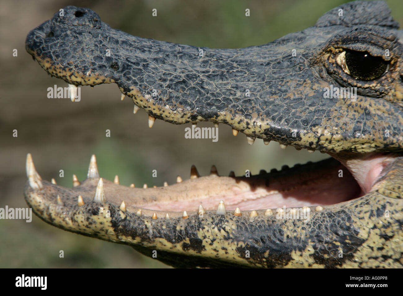 SPECTACLED CAIMAN Caiman crocodilus Brazil Stock Photo - Alamy