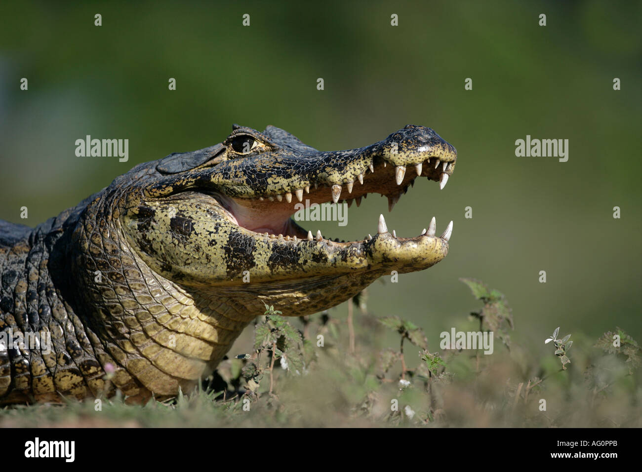 SPECTACLED CAIMAN Caiman crocodilus Brazil Stock Photo - Alamy