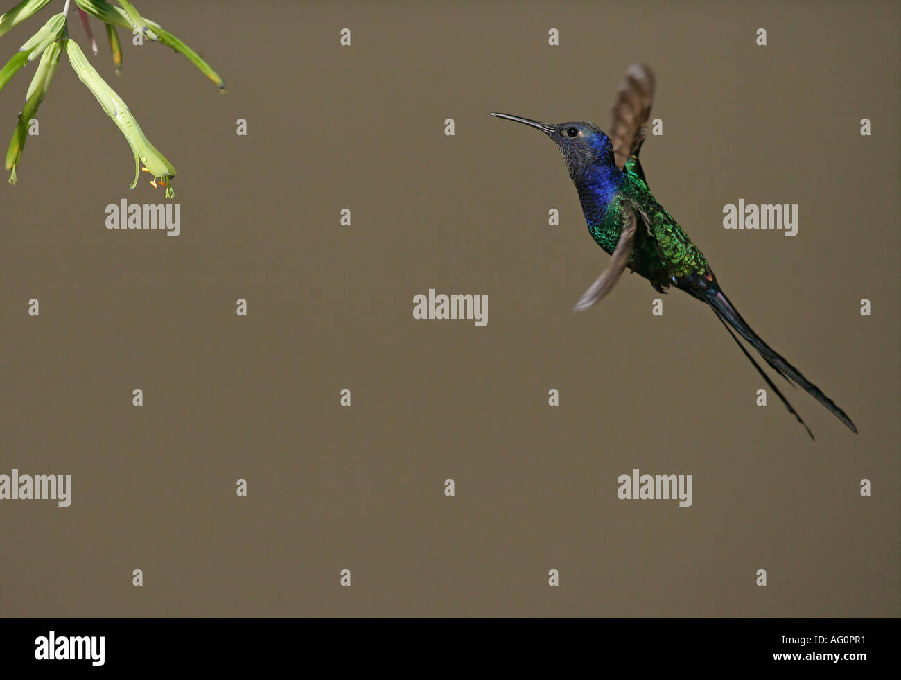 Swallow tailed hummingbird hi-res stock photography and images - Alamy