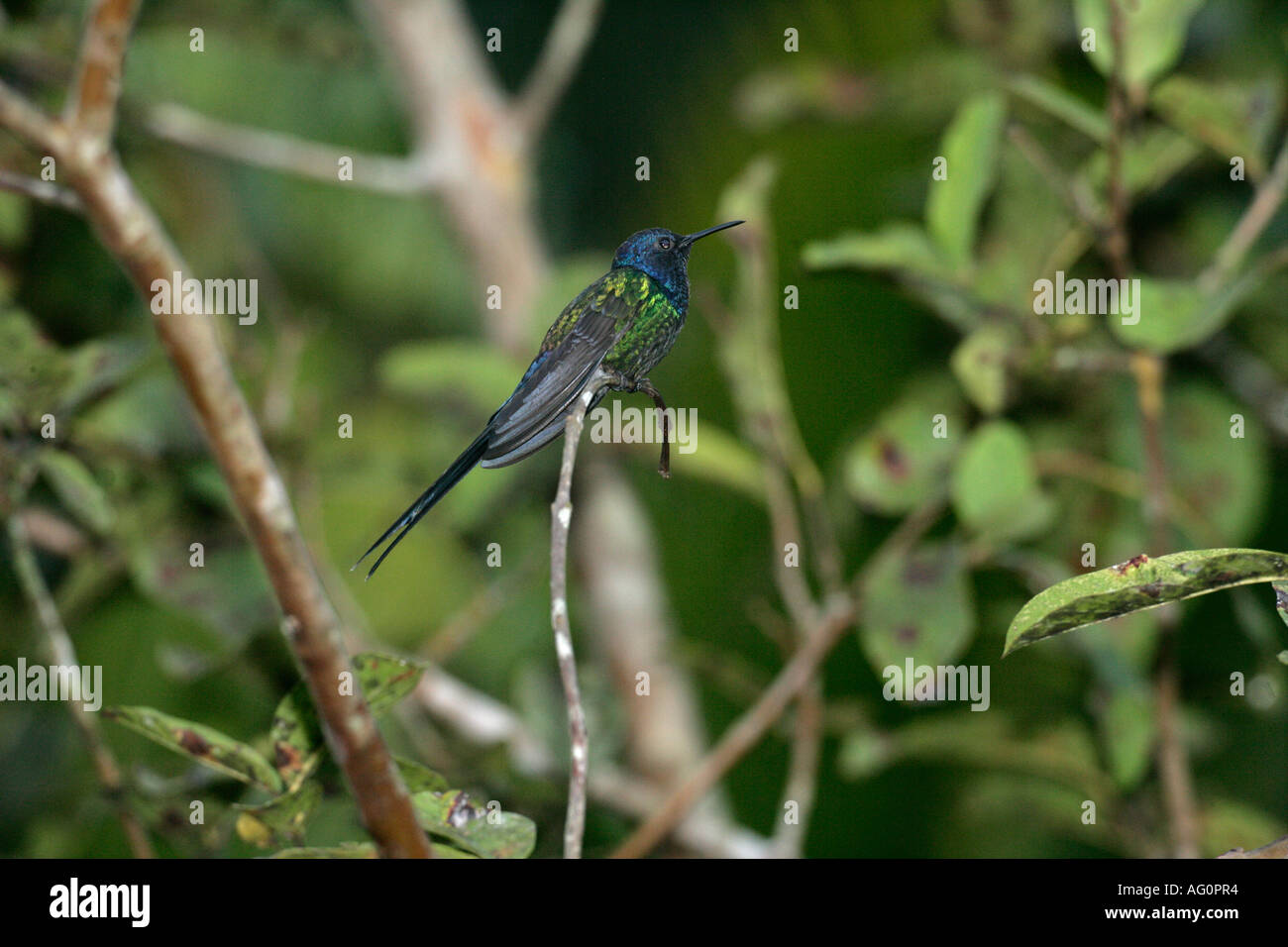 Swallow tailed hummingbird hi-res stock photography and images - Alamy
