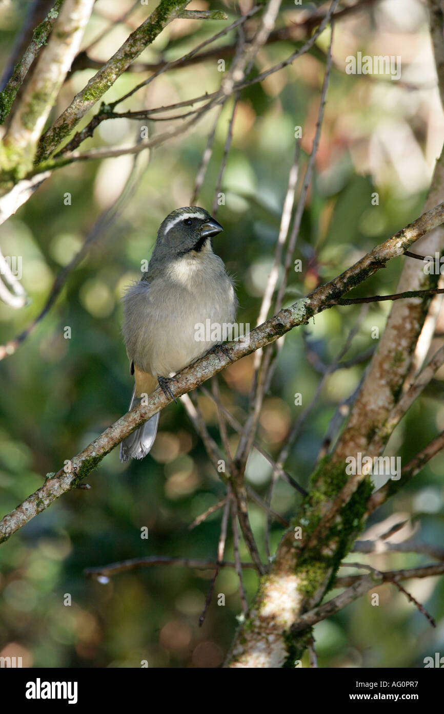 THICK BILLED SALTATOR Saltator maxillosus Brazil Stock Photo - Alamy