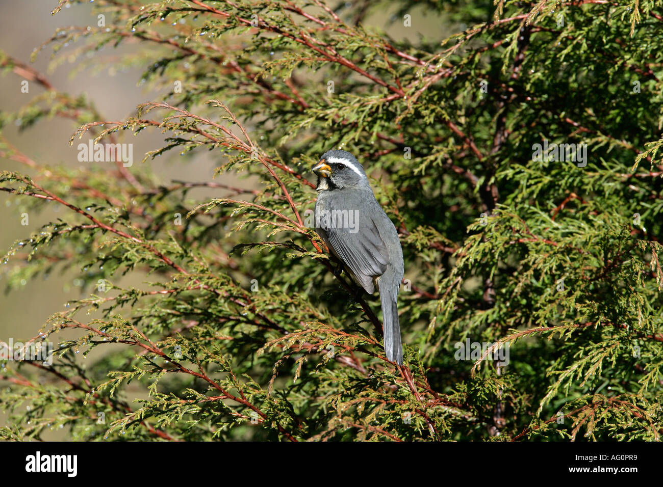 THICK BILLED SALTATOR Saltator maxillosus Brazil Stock Photo - Alamy