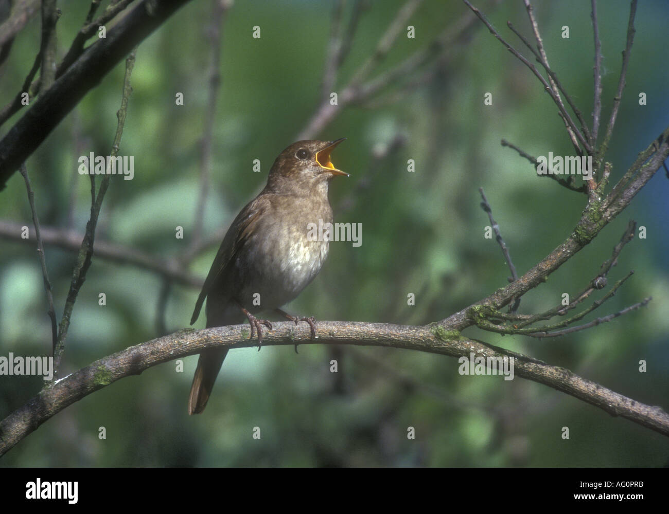 Nightingale thrush hi-res stock photography and images - Alamy