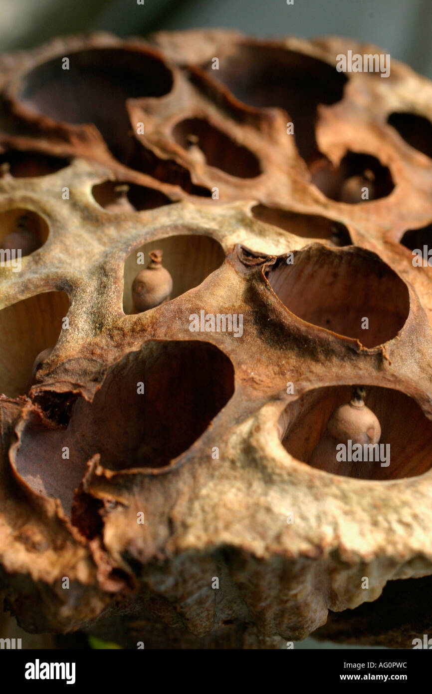 Conical roots hi-res stock photography and images - Alamy