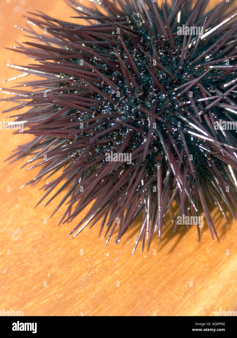 Sea urchin hi-res stock photography and images - Alamy