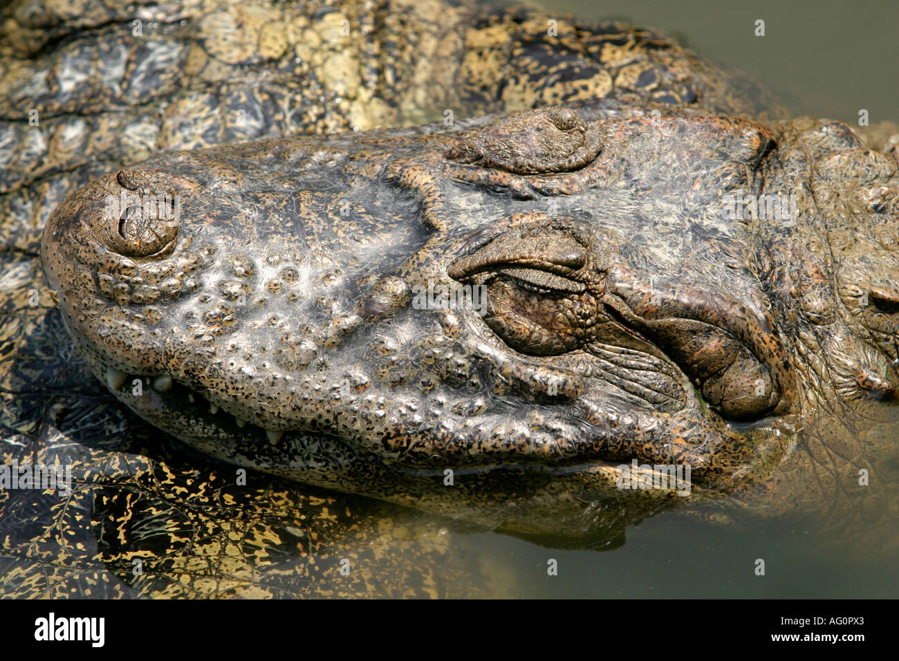 Scared crocodile hi-res stock photography and images - Alamy