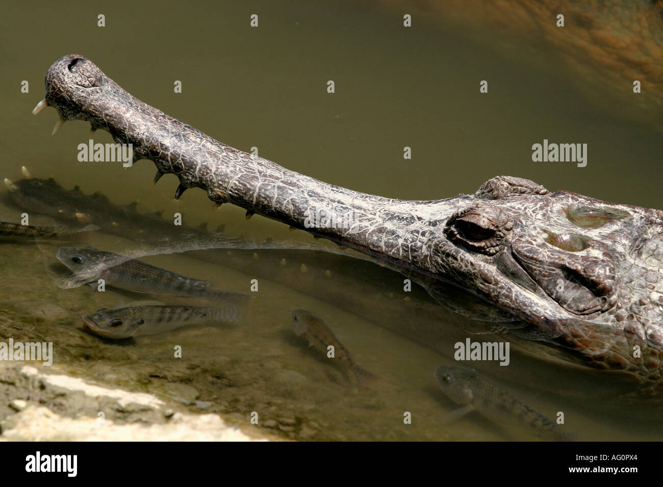 Destructive monster hi-res stock photography and images - Alamy